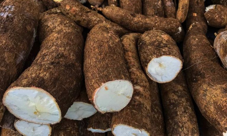 Can You Eat Yucca On Paleo? - The U.S Kitchen